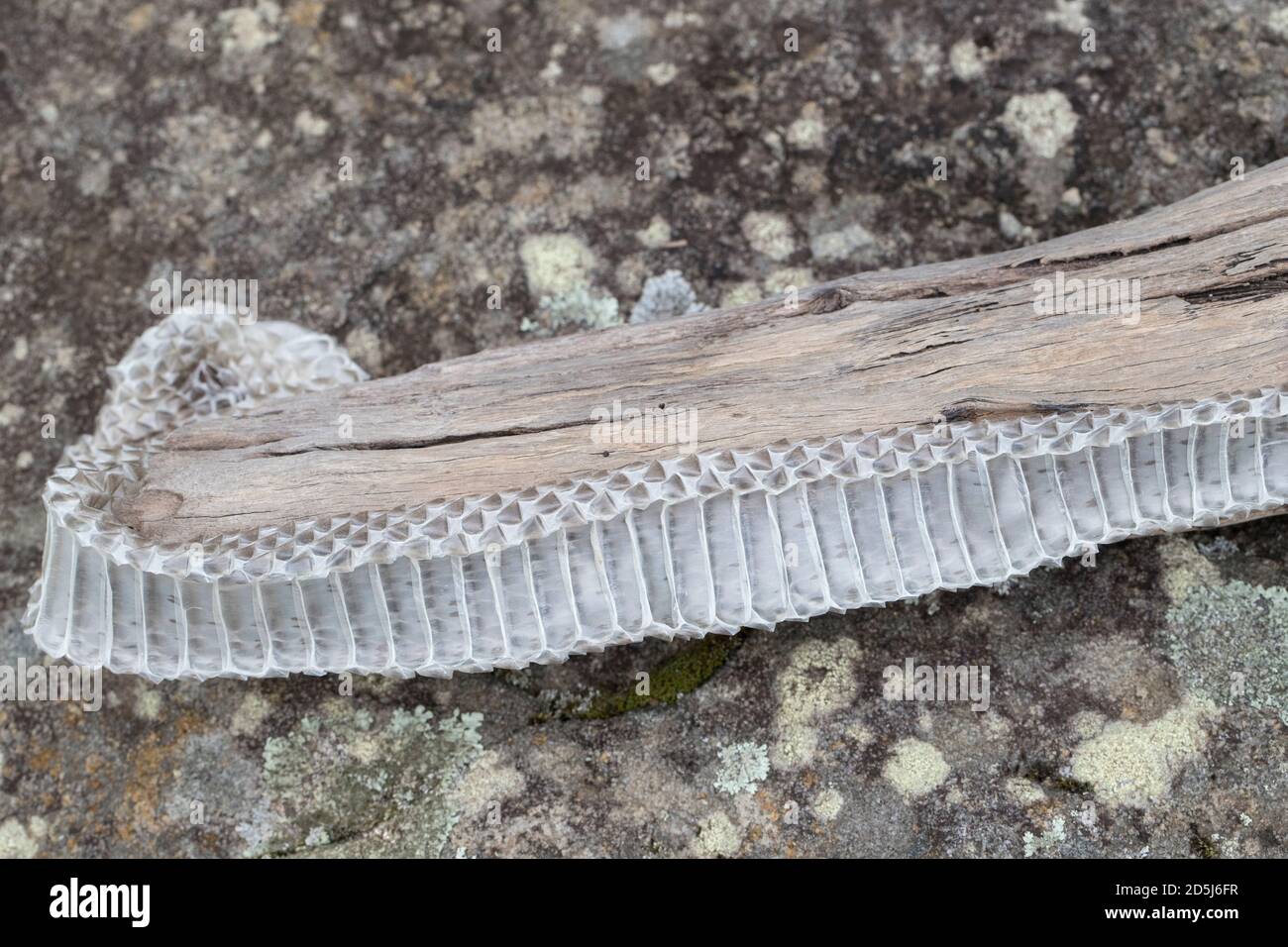 Sloughed skin from a Common Death Adder Stock Photo - Alamy