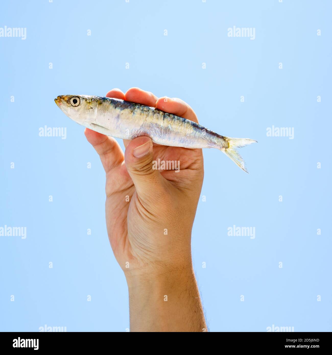 Person holding a silver shining fish against of blue water Stock Photo ...