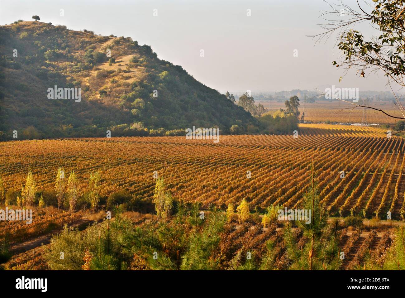 Chile vineyard soil hi-res stock photography and images - Alamy