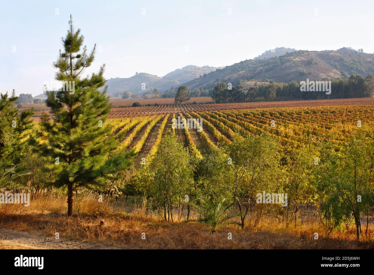 Chile vineyard soil hi-res stock photography and images - Alamy