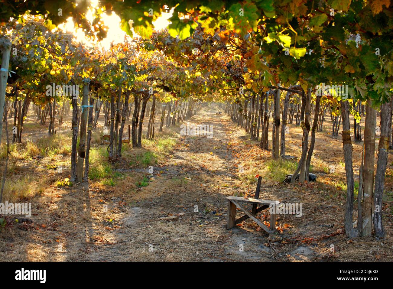 Chile vineyard soil hi-res stock photography and images - Alamy