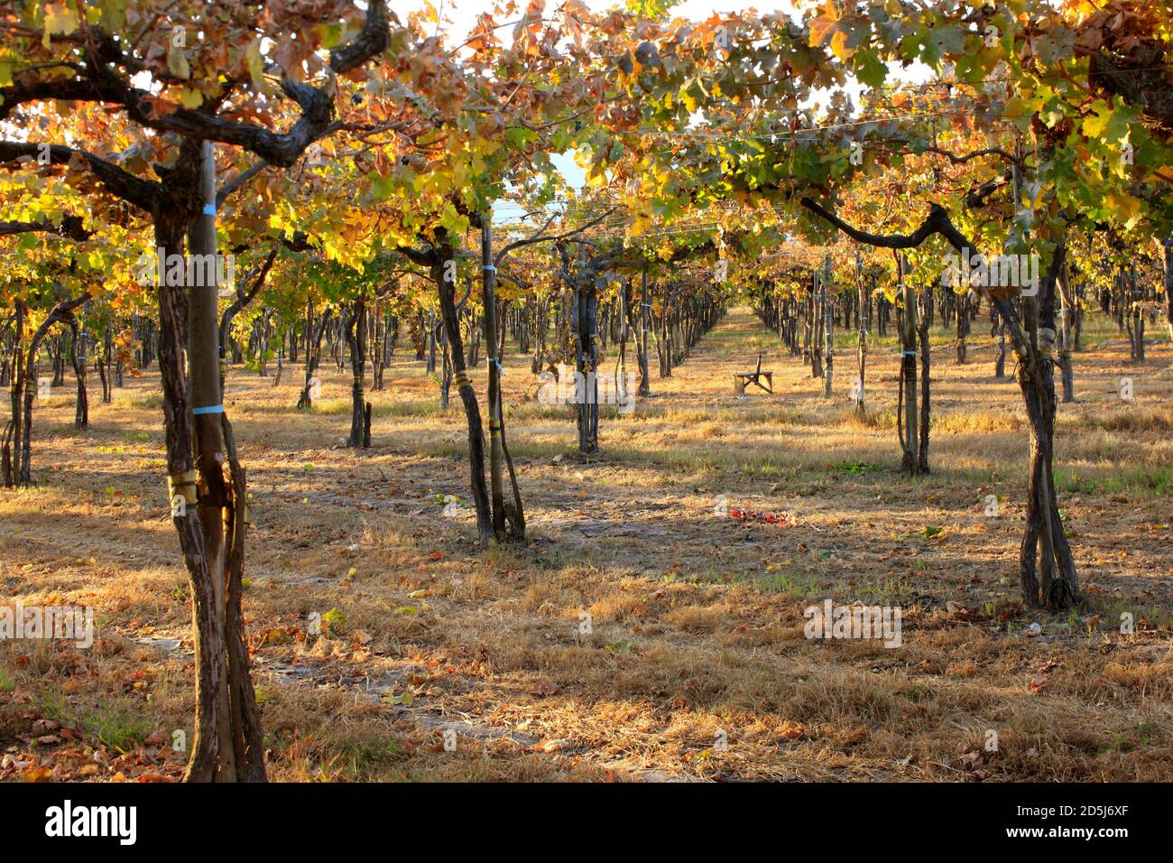 Chile vineyard soil hi-res stock photography and images - Alamy
