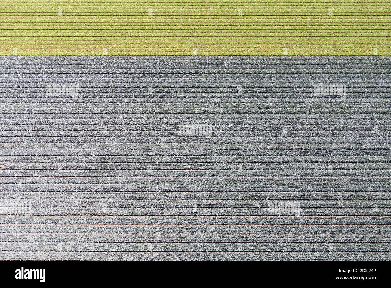 Abstract aerial view of lettuce crops growing in the Salinas Valley of ...