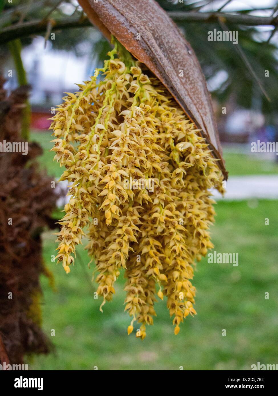 Flowers Palm Caryota Urens Stock Photo 1105463810, 57% OFF Flowers Palm Caryota Urens Stock Photo 1105463810, 57% OFF