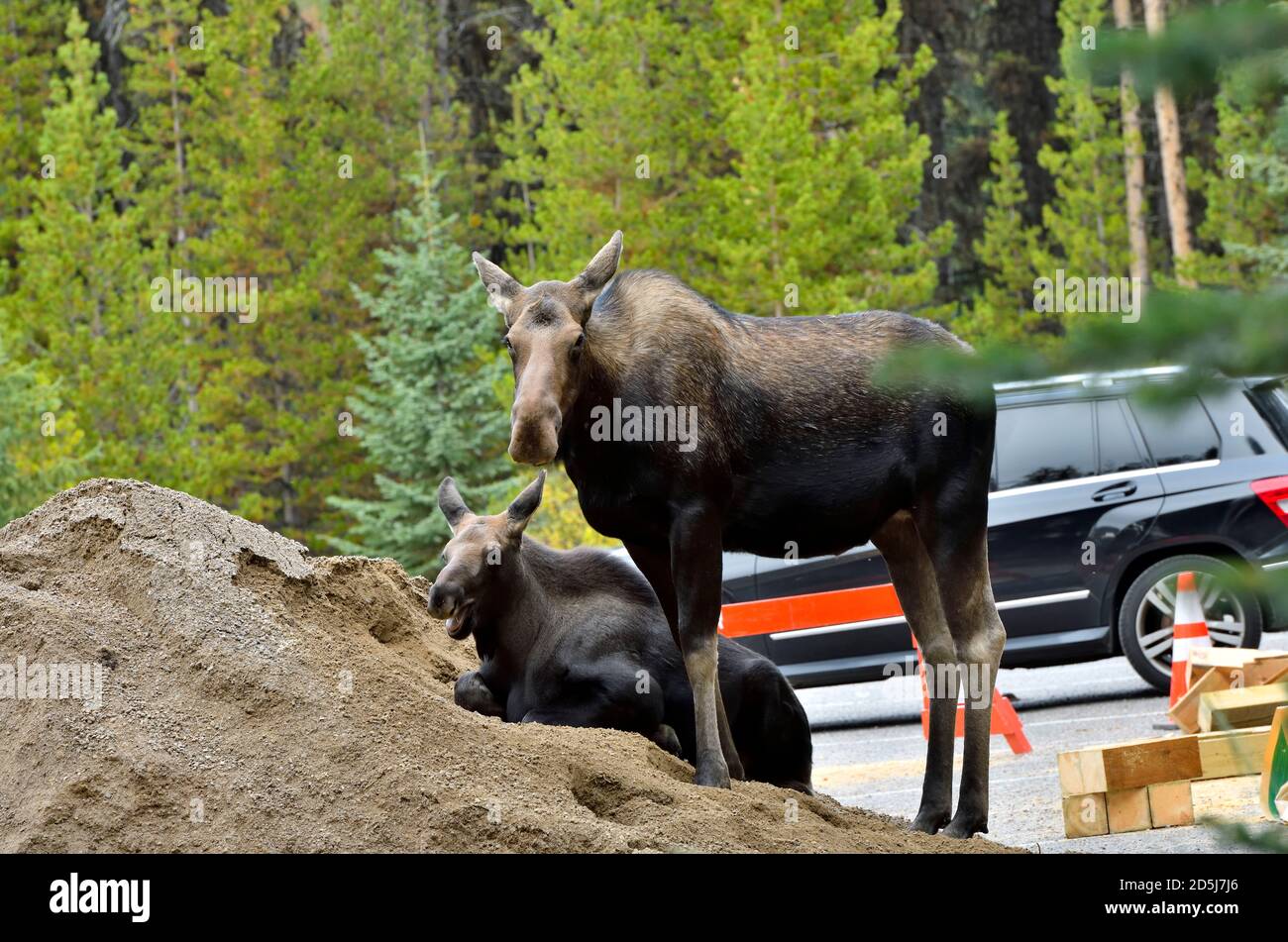 A cow and calf moose "Alces alces", licking salt mineral from a sand ...