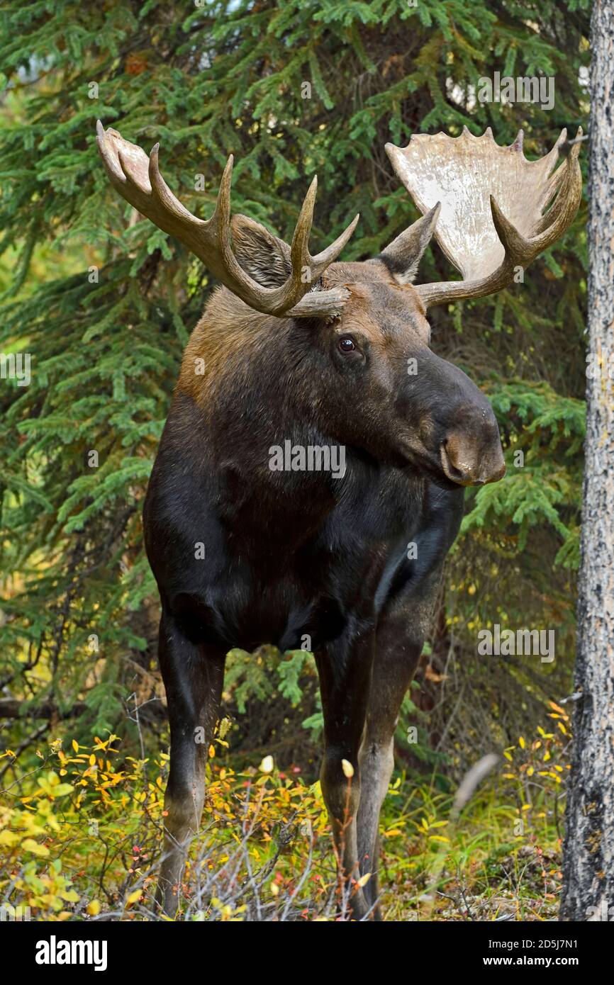A wild bull moose "Alces alces", looking away in his forest habitat in ...