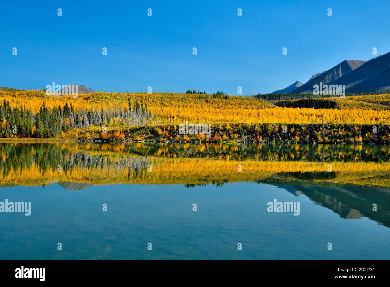 A beautiful autumn reflection on Talbot lake from the fall colors on ...
