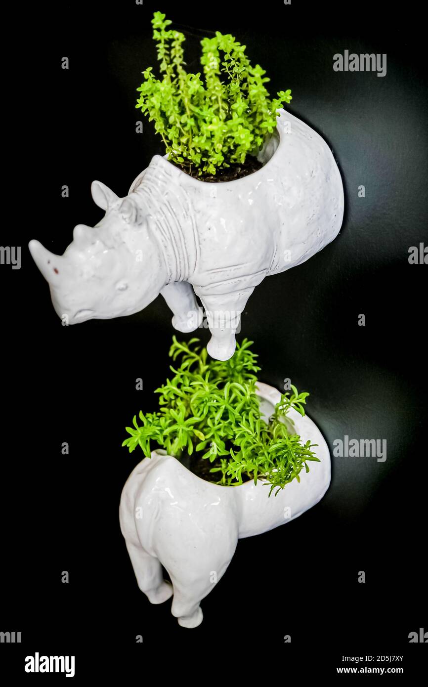 Ceramic plant pots in form of rhinoceros on a black wall Stock Photo ...