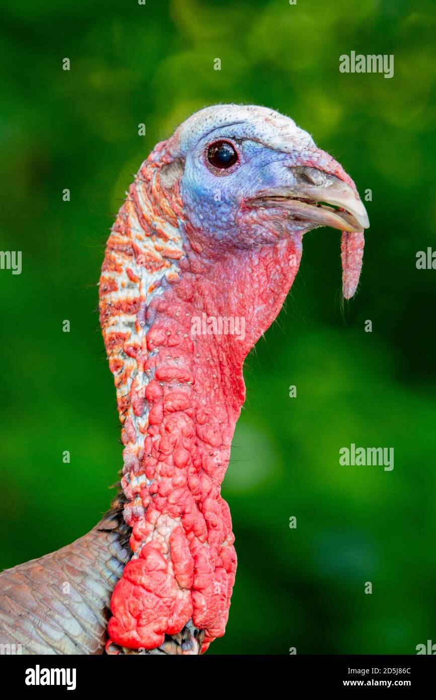 Snood High Resolution Stock Photography and Images - Alamy