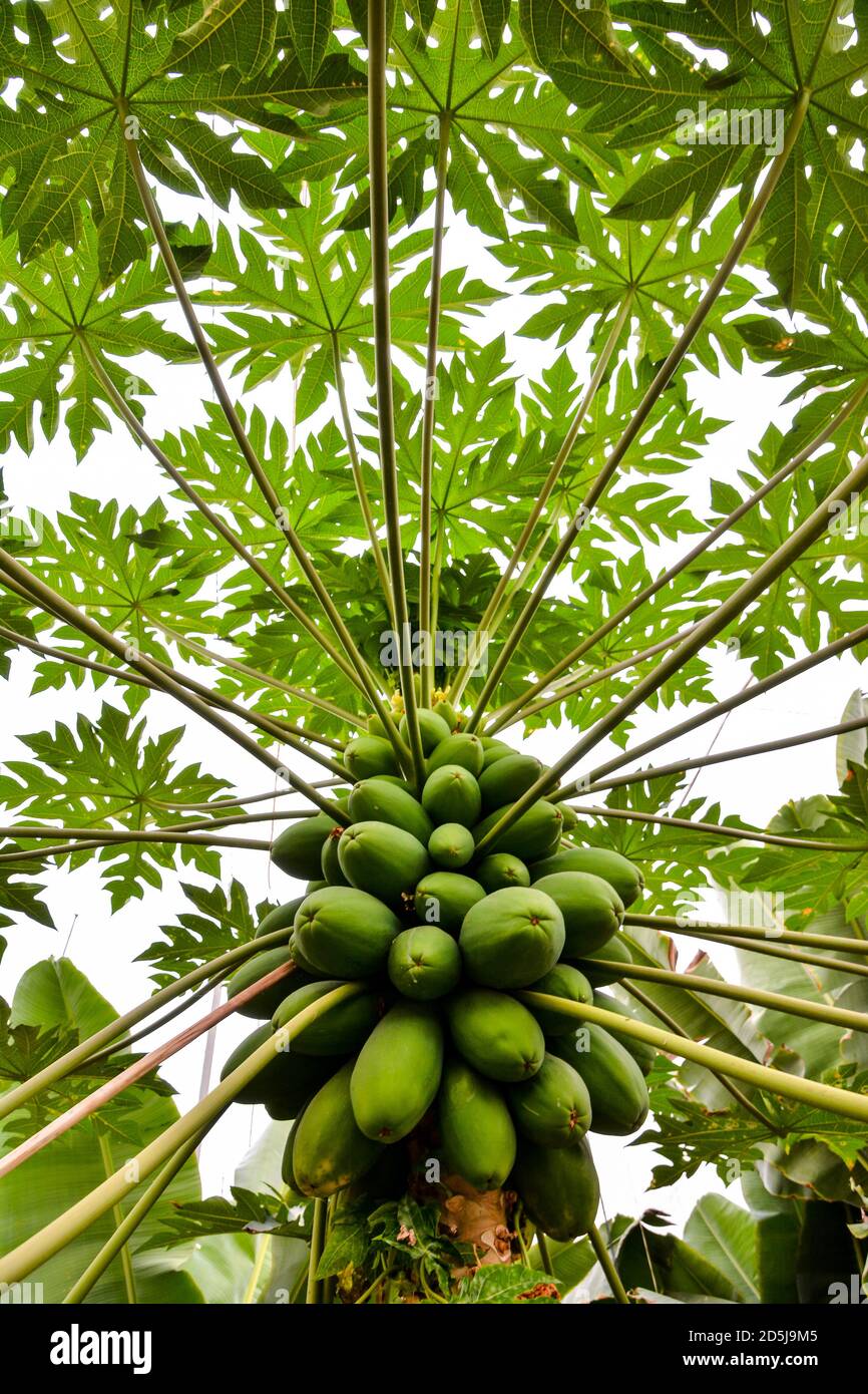 Papaya tree with fruits Stock Photo - Alamy