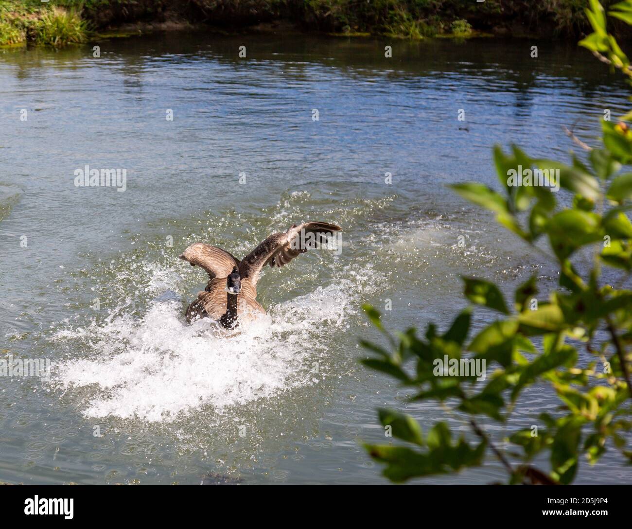 Goose pond indiana hi-res stock photography and images - Alamy