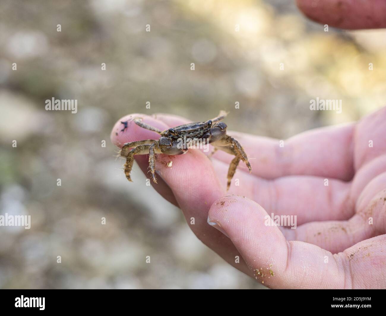 Small crab crawling on the fingers of a person Stock Photo - Alamy