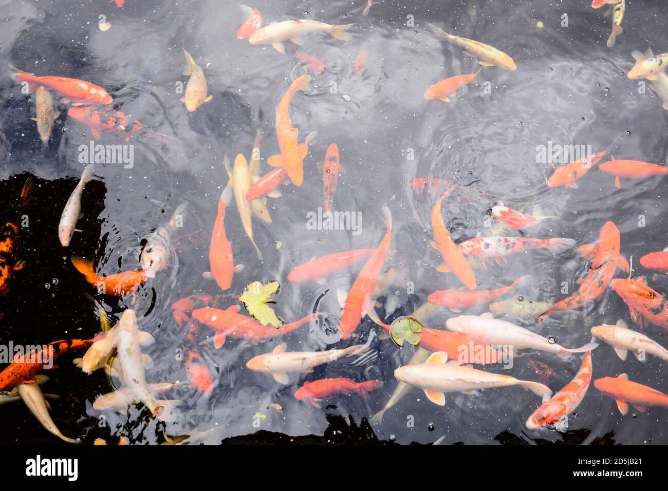 Carp Fish Texture Background Pattern Stock Photo - Alamy