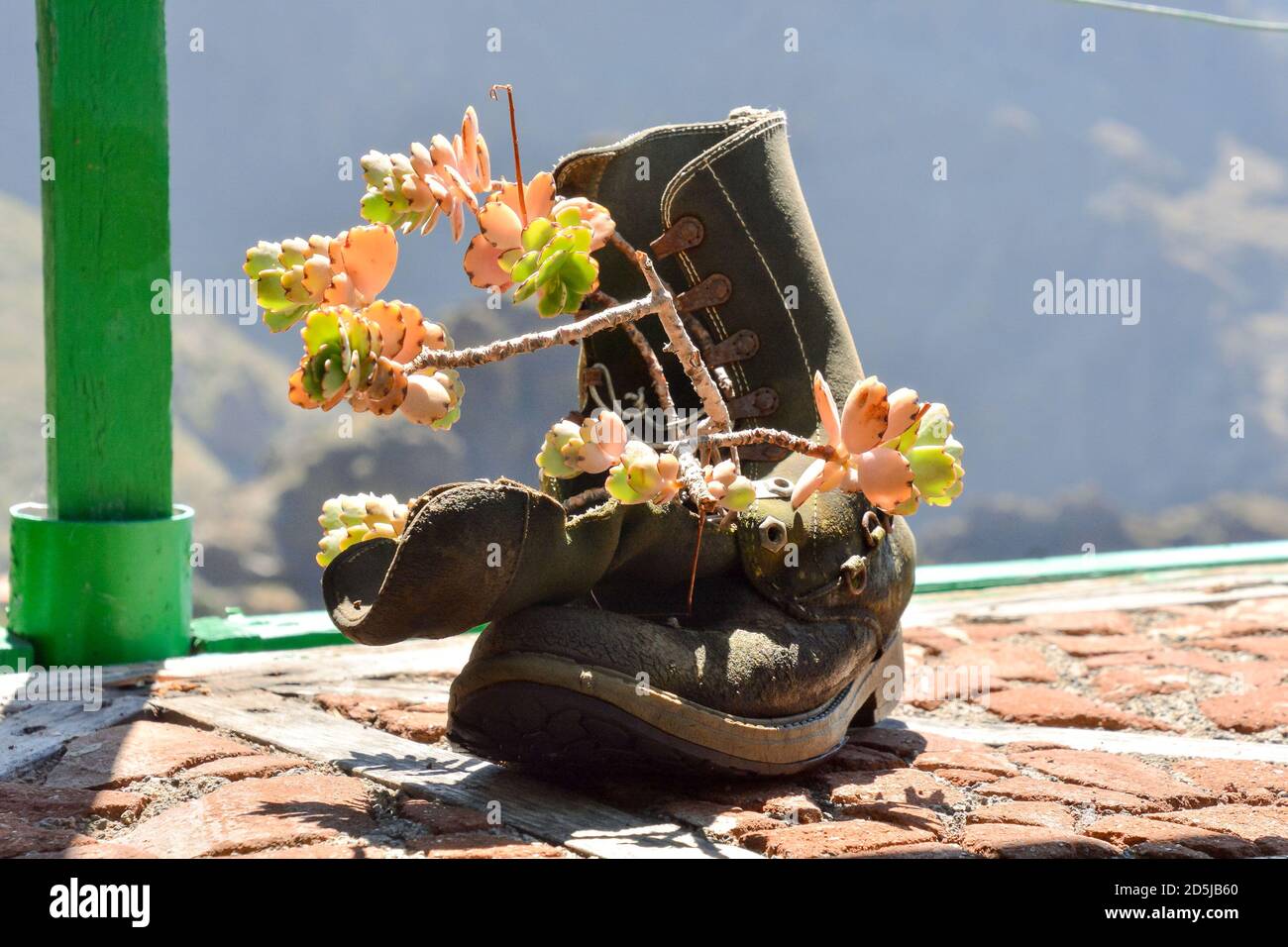 Strange Unusual Plant Pot Stock Photo - Alamy