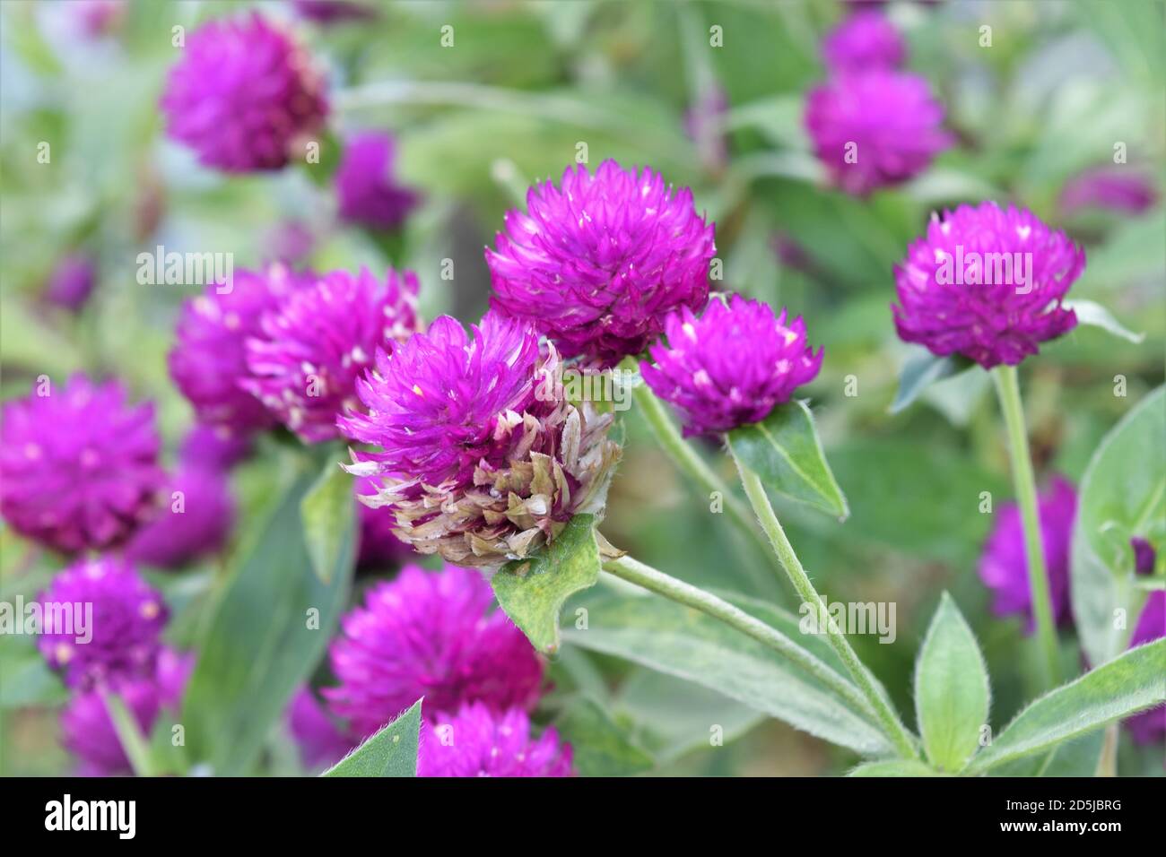 Purple flower blooms hi-res stock photography and images - Alamy