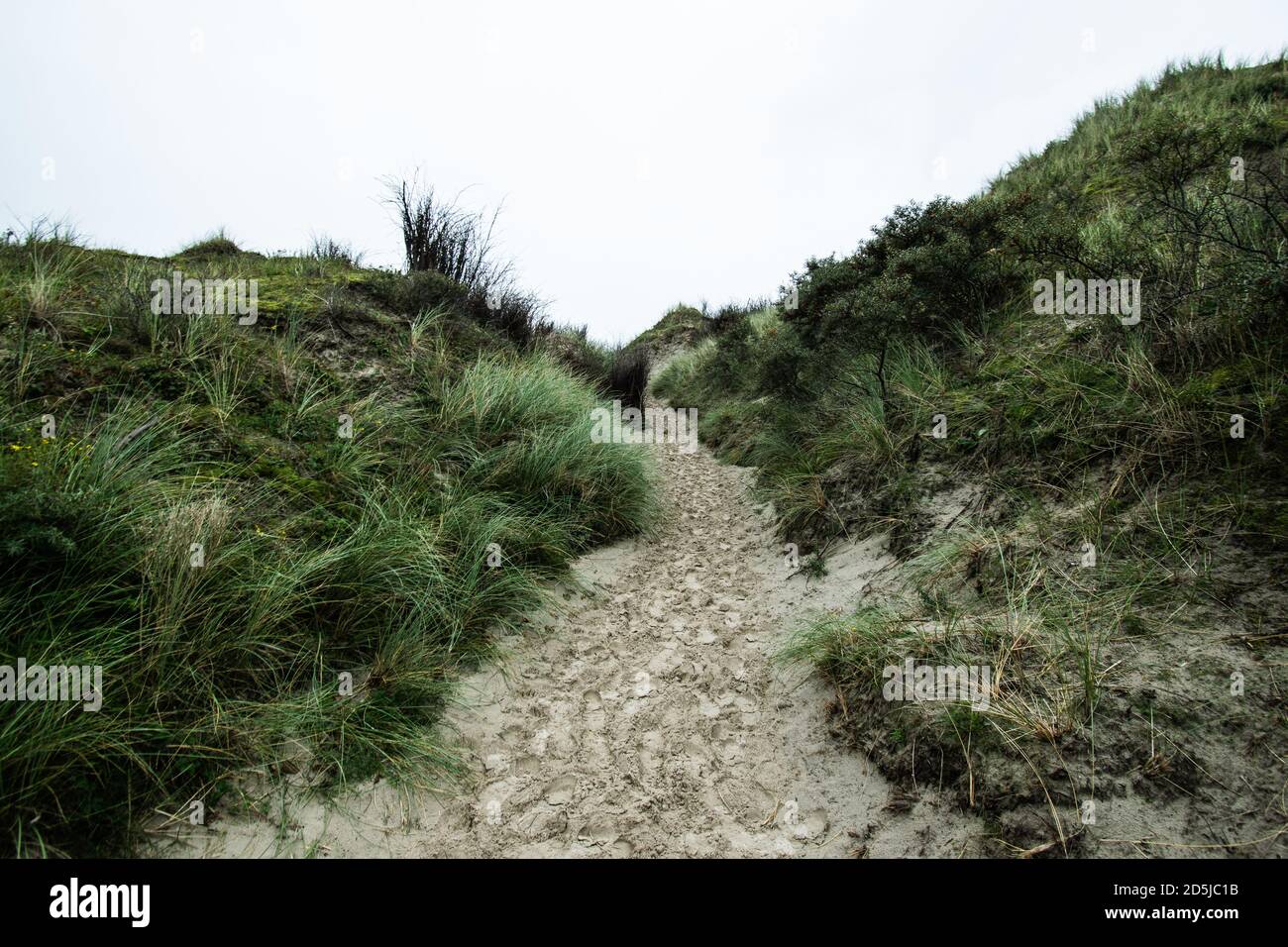 Pathway in the green terrain, the picturesque nature of Borkum island ...