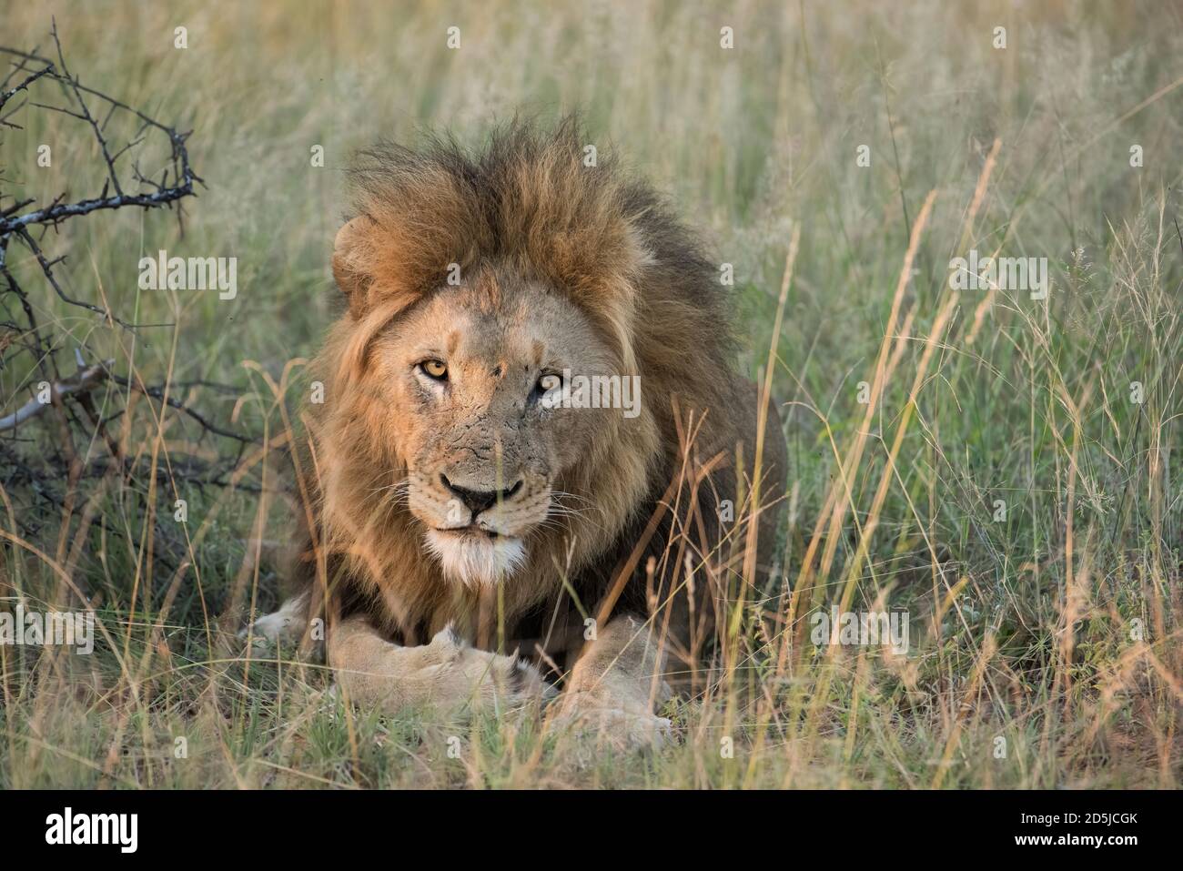 Male African Lion with beautiful eyes sitting in the grass of the ...