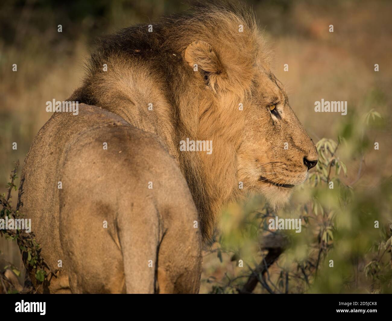 Male African lion with nice mane looks over his right shoulder in the ...