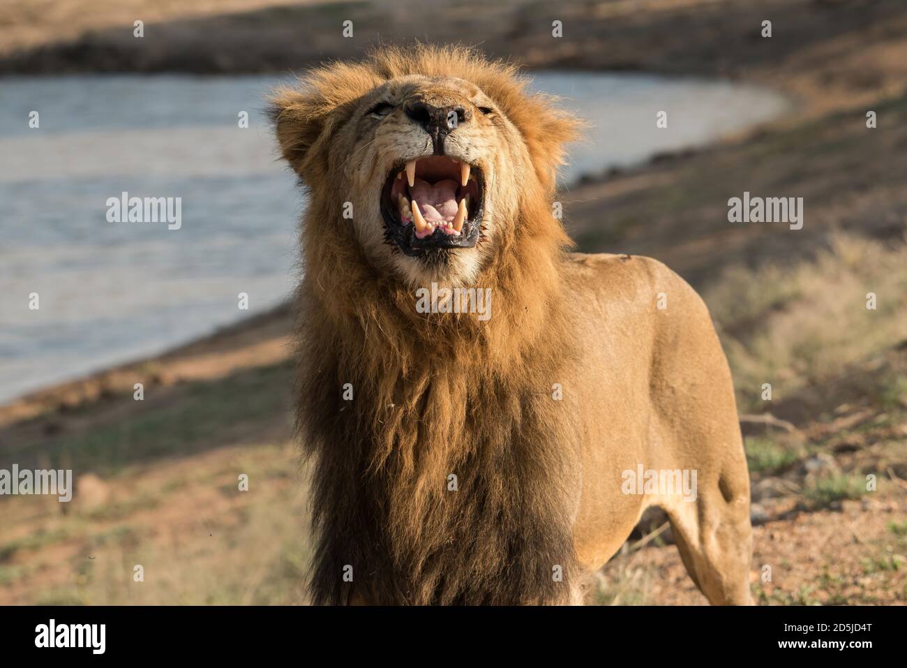 A male African lion smells the air for the scent of female lioness in ...