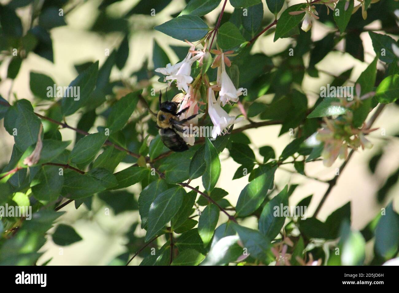 Picture of bees pollinating flowers in a home garden Stock Photo - Alamy