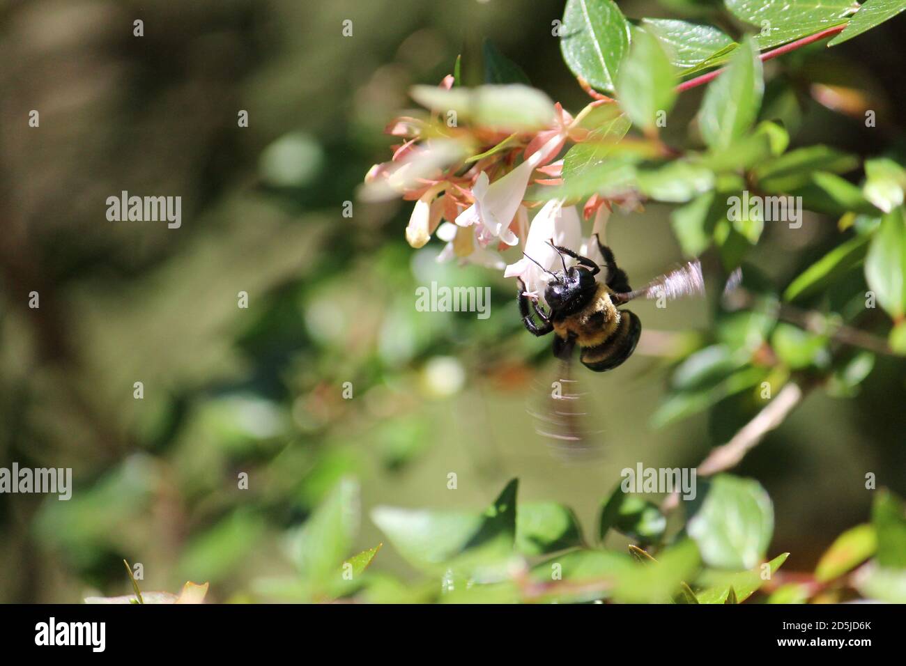 Picture of bees pollinating flowers in a home garden Stock Photo - Alamy