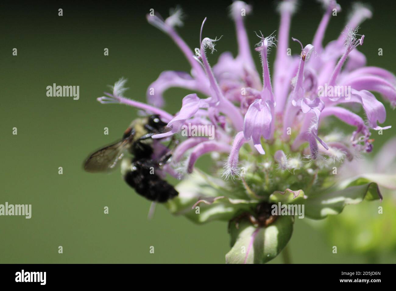 Picture of bees pollinating flowers in a home garden Stock Photo - Alamy