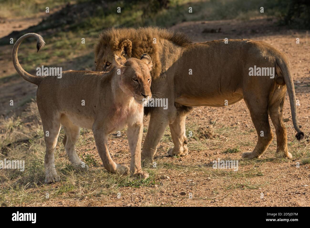 A male African lion prepares to mate with a female lioness in estrus in ...