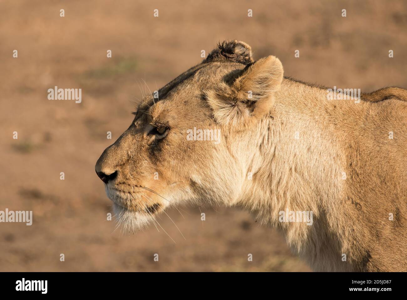 Lioness Head Profile