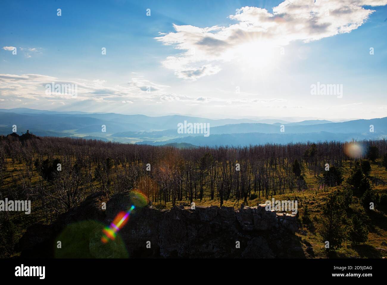Landscape with dead forest Stock Photo - Alamy