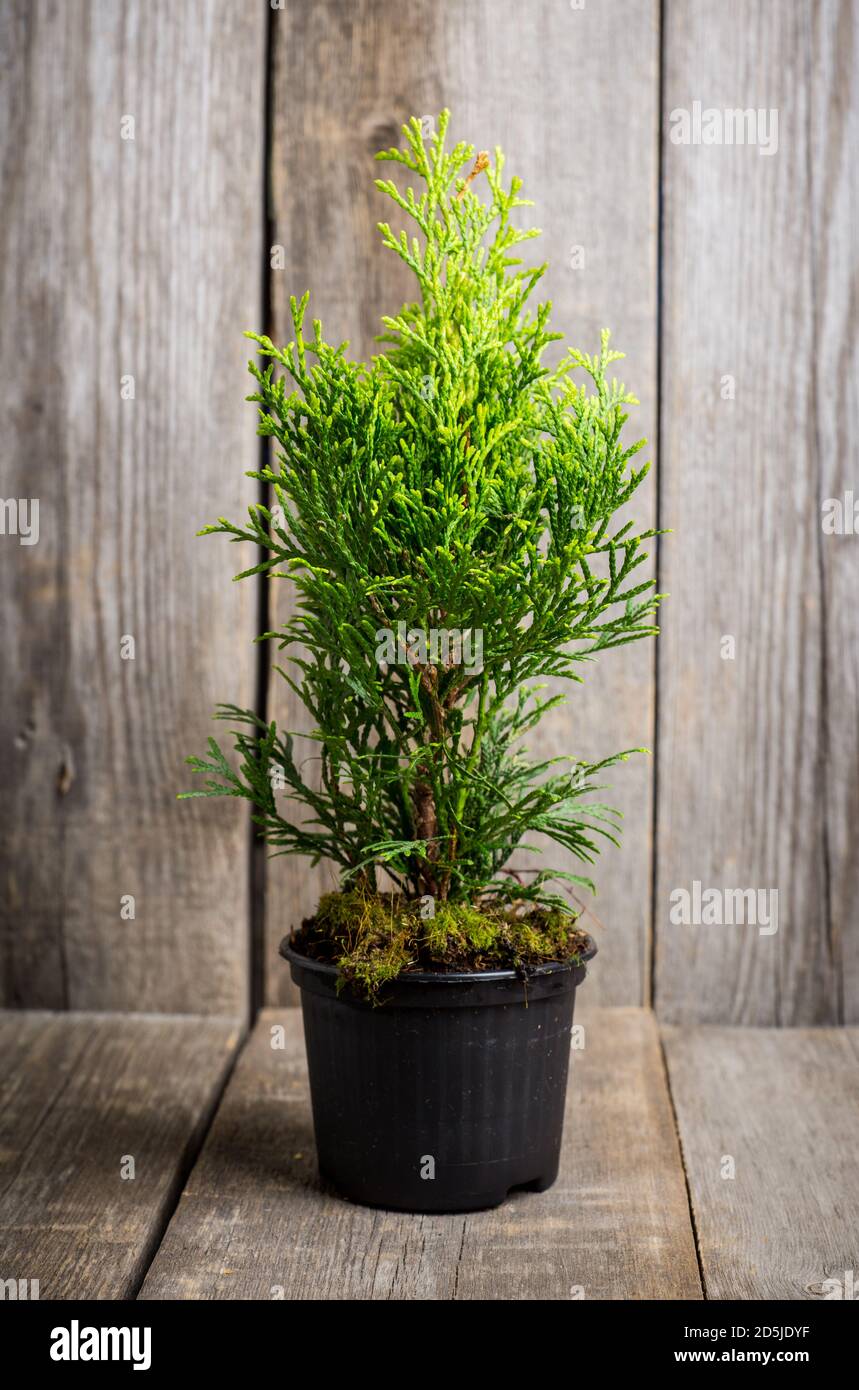 Thuja pot hi-res stock photography and images - Alamy