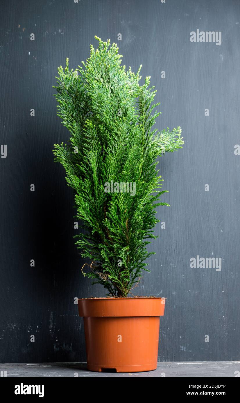 Thuja pot hi-res stock photography and images - Alamy