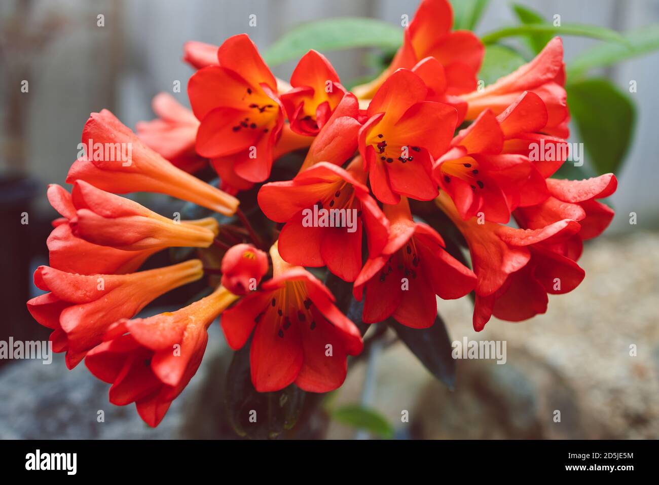 close-up of orange vireya rhododendron plant with coral flowers outdoor ...