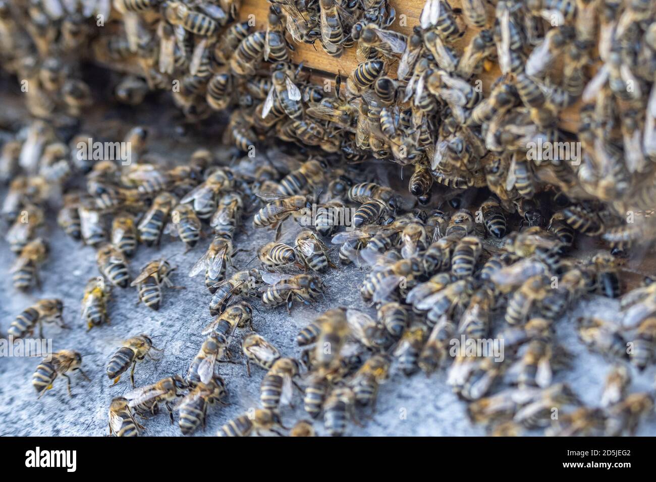 Huge beehive hi-res stock photography and images - Alamy