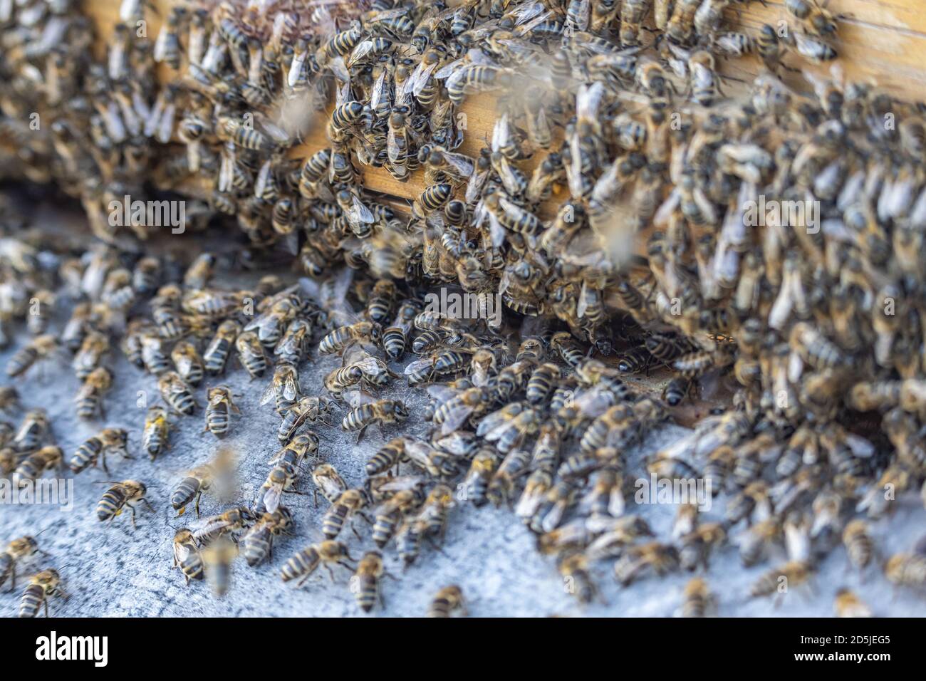 Close up of huge crowd of honey bees flying into beehive apiary Working ...