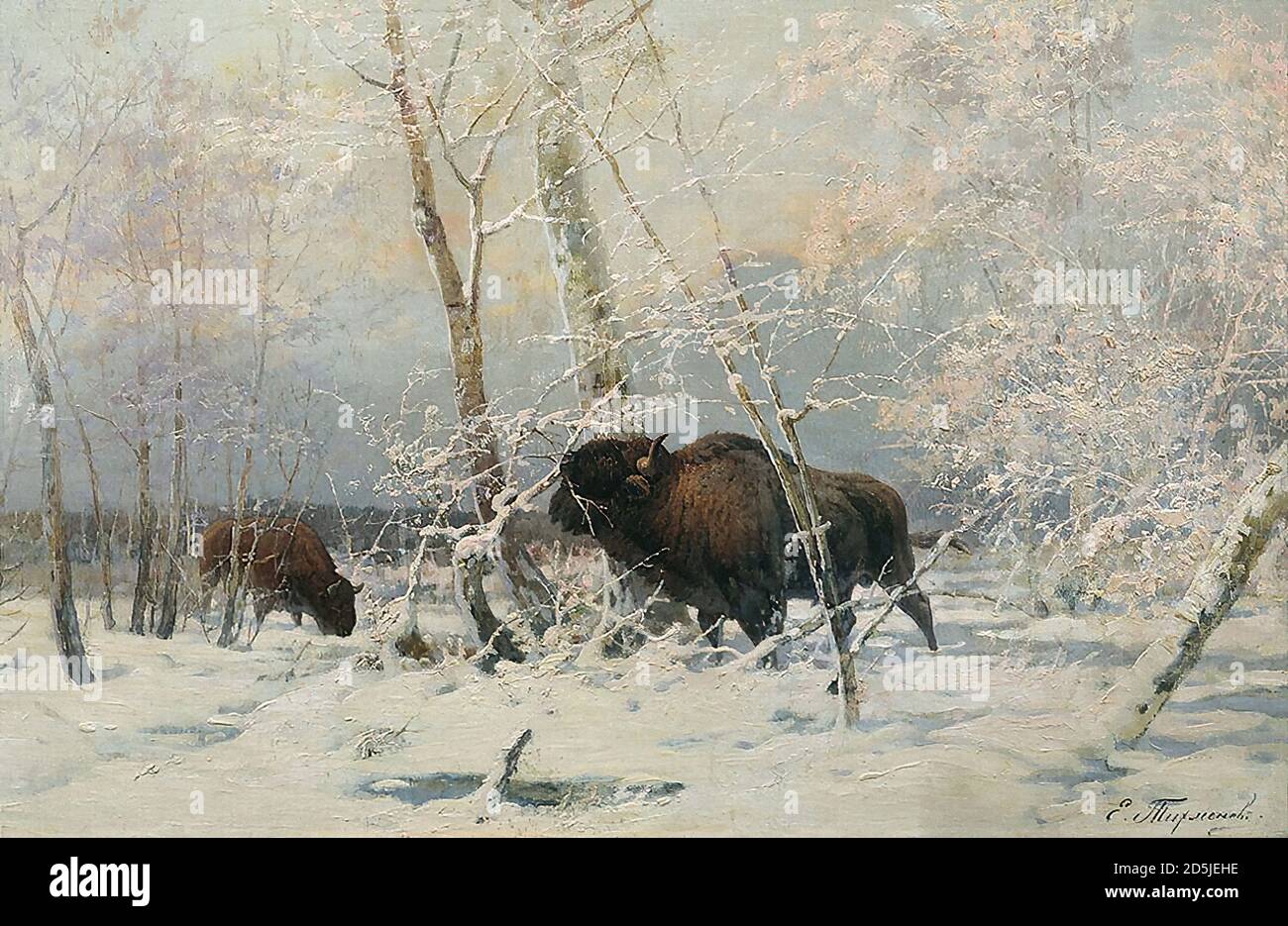 Russian bison hi-res stock photography and images - Alamy