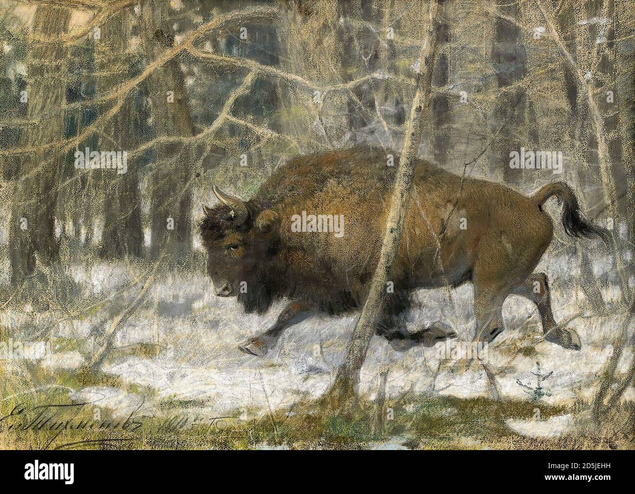 Russian Bison