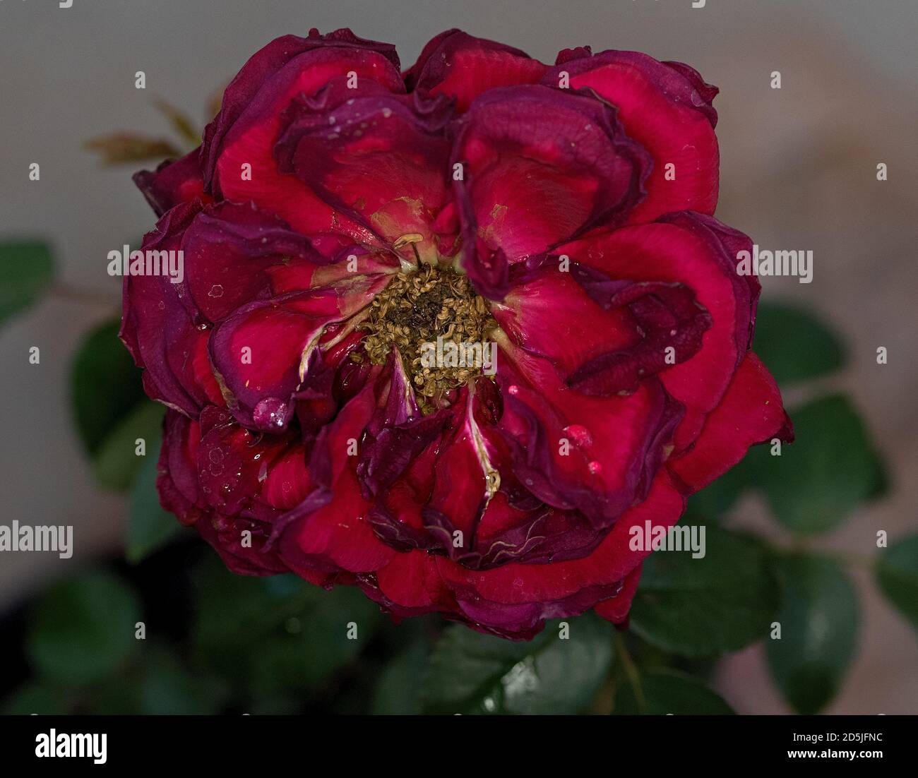 Fully bloomed red rose hi-res stock photography and images - Alamy