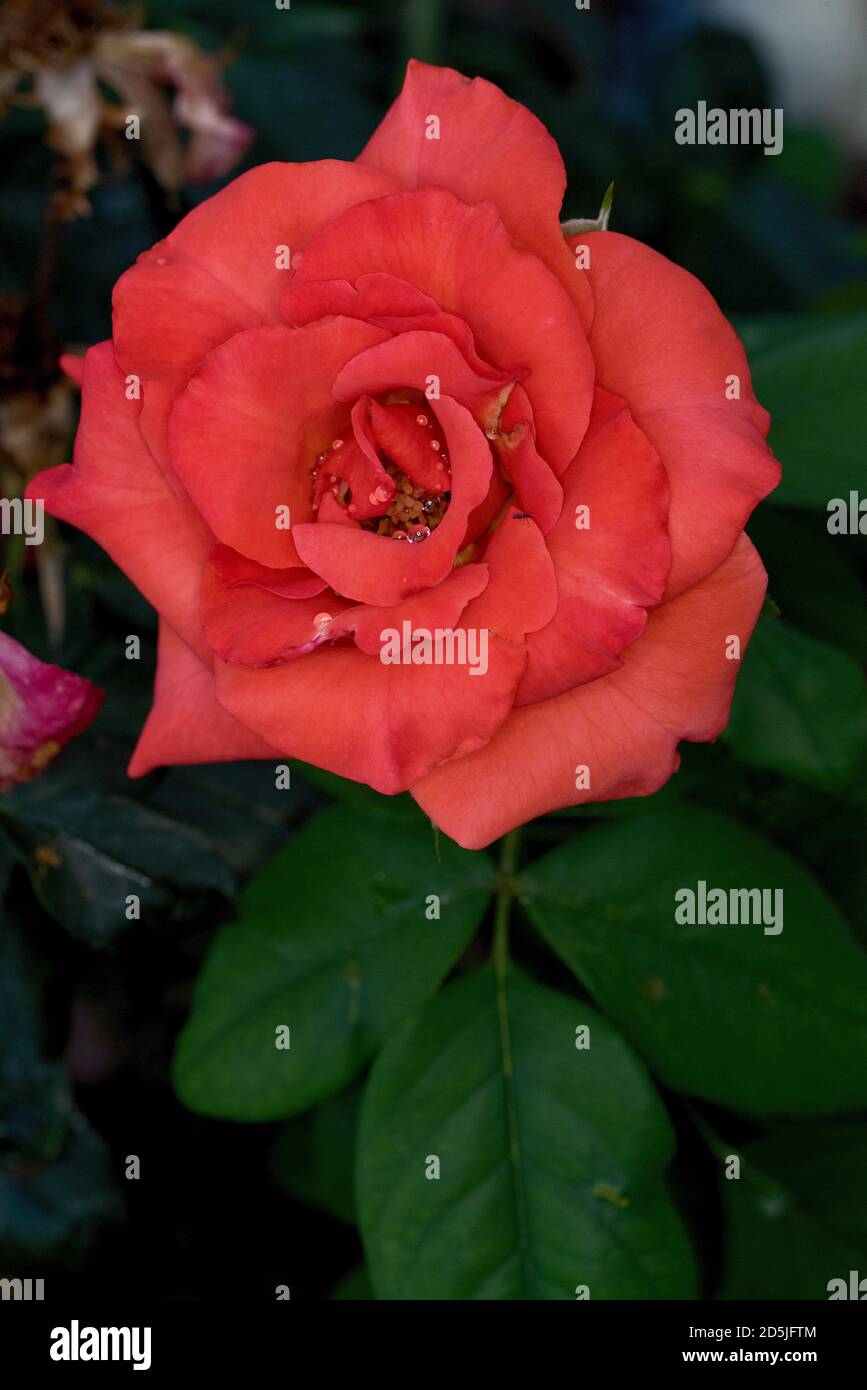 Fully bloomed rose in the garden Stock Photo - Alamy
