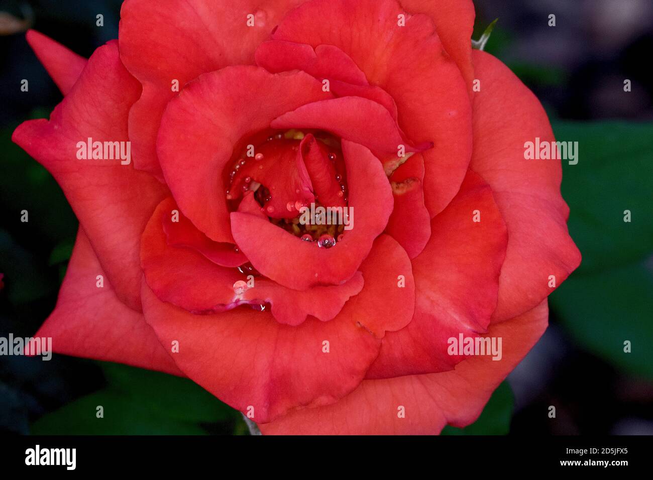 Fully bloomed rose in the garden Stock Photo - Alamy