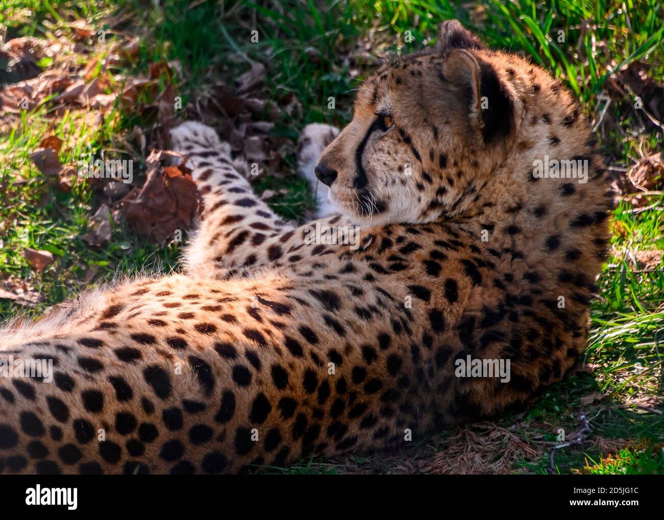 Beautiful spotted cheetah relaxing in the grass. Contrasting green ...