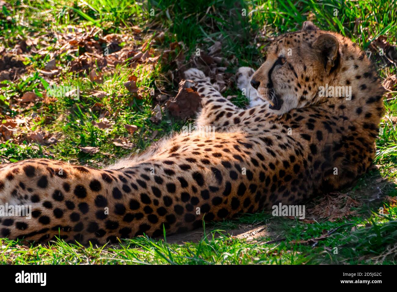 Beautiful spotted cheetah relaxing in the grass. Contrasting green ...