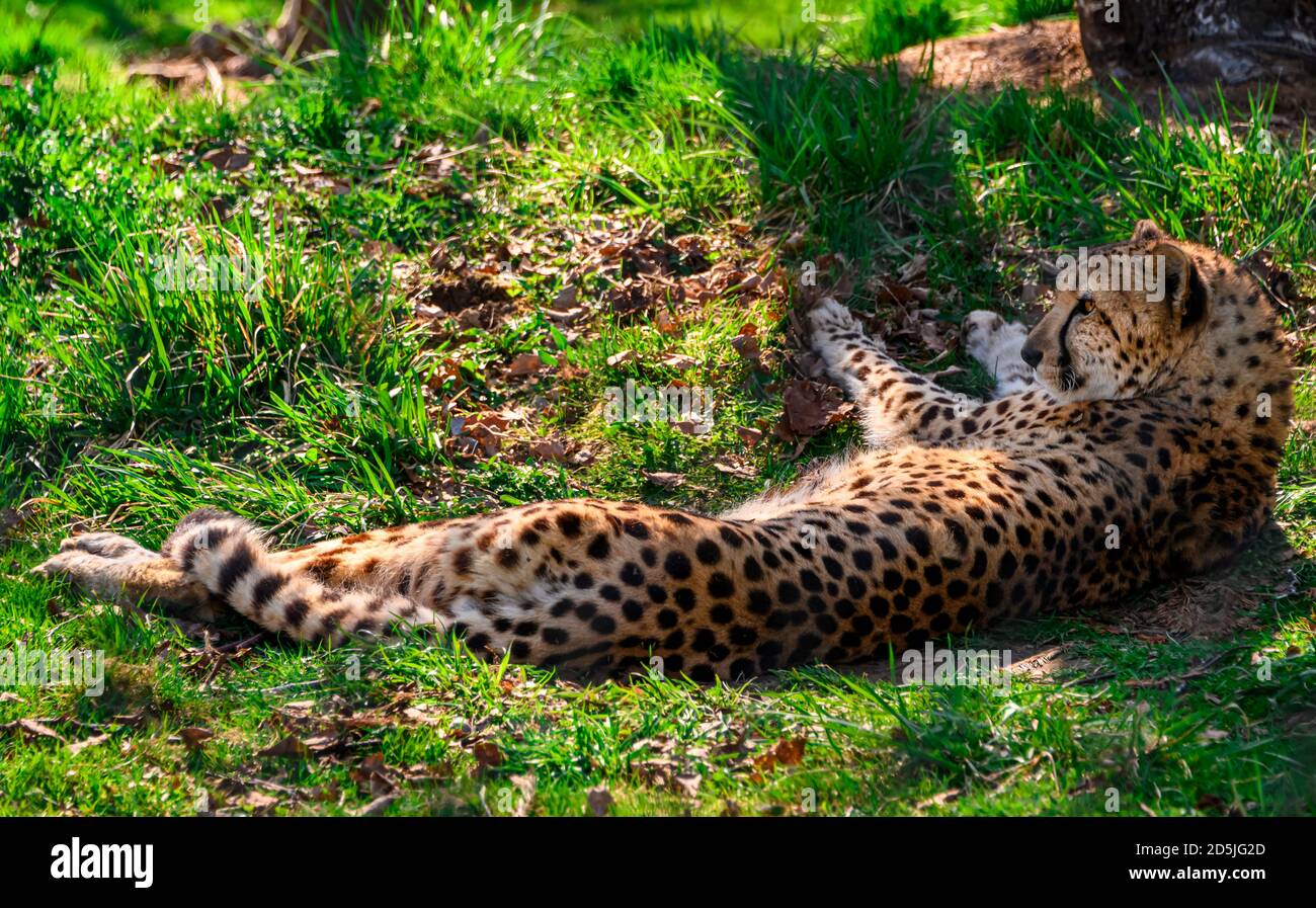 Beautiful spotted cheetah relaxing in the grass. Contrasting green ...