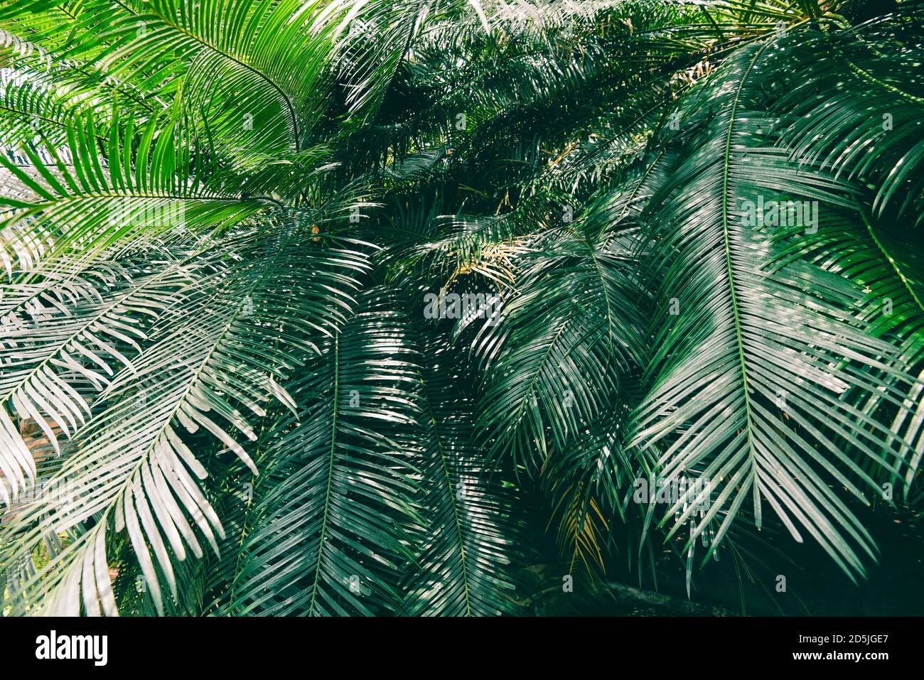 Plam leaves natural green pattern on dark background / Leaf beautiful ...