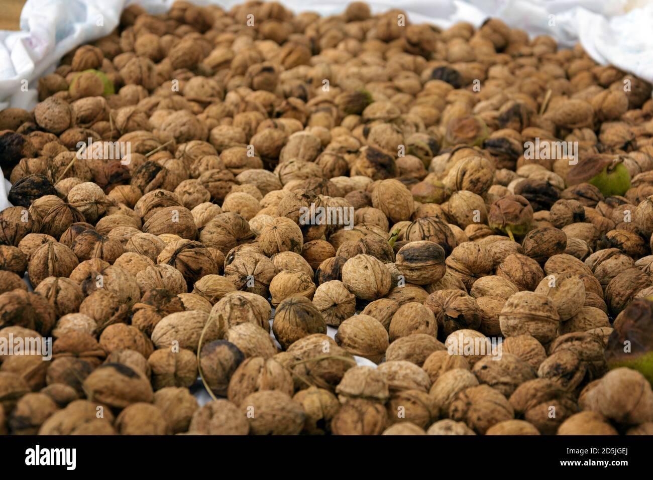 A close up shot in walnuts getting dry Stock Photo - Alamy
