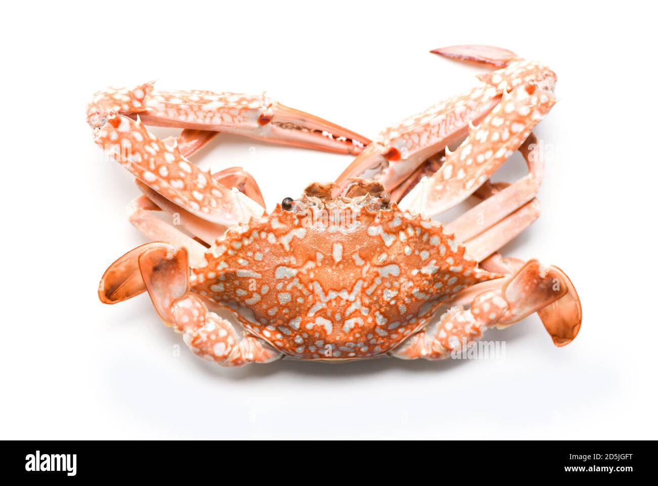 Crab isolated on white background / Seafood shellfish steamed blue ...