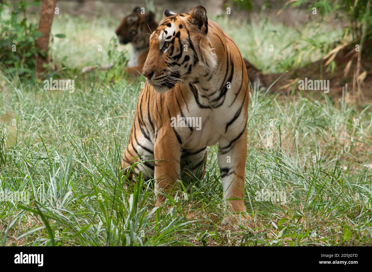 Tiger claws hi-res stock photography and images - Alamy