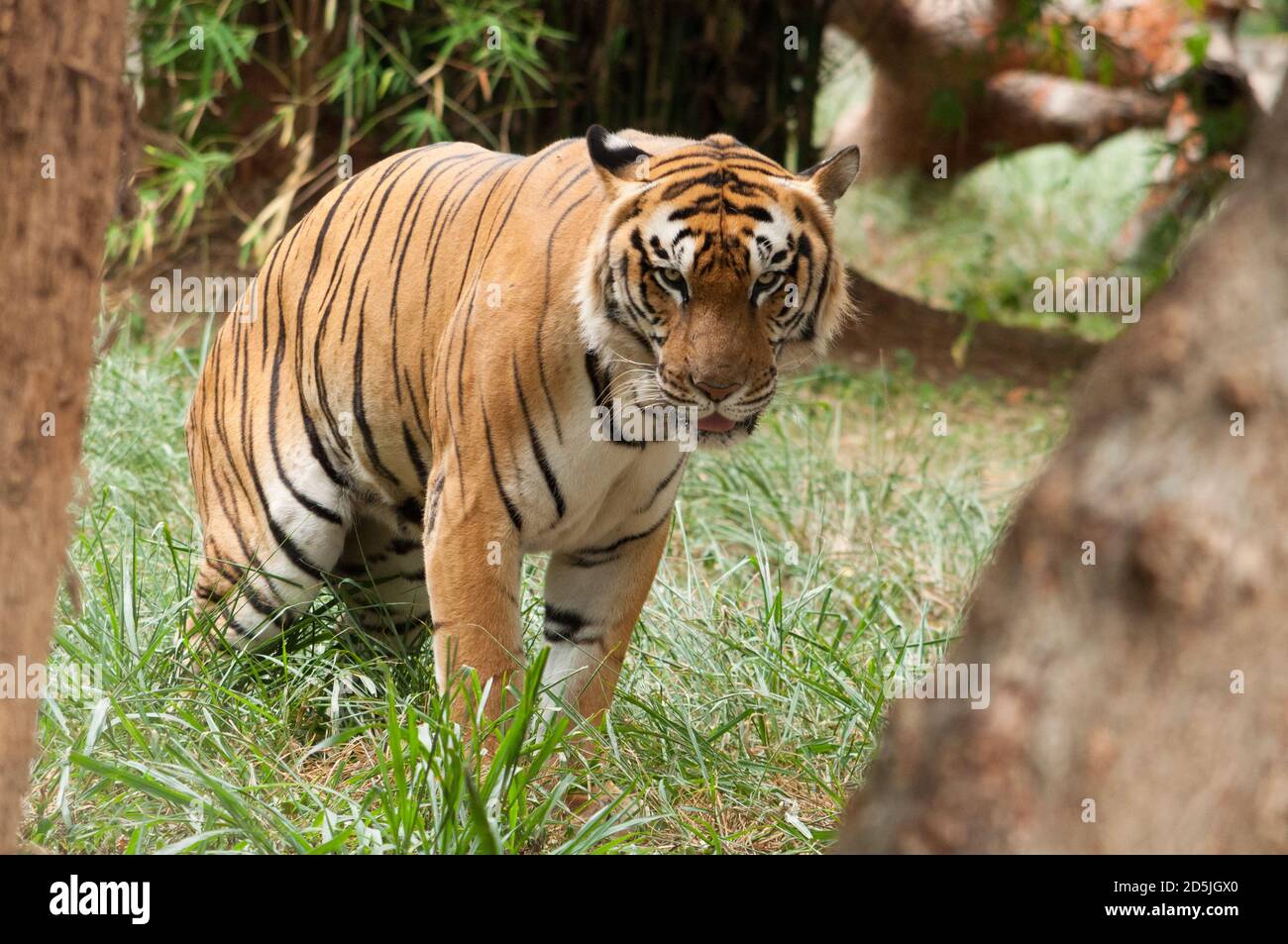 Bengal tiger claws hi-res stock photography and images - Alamy