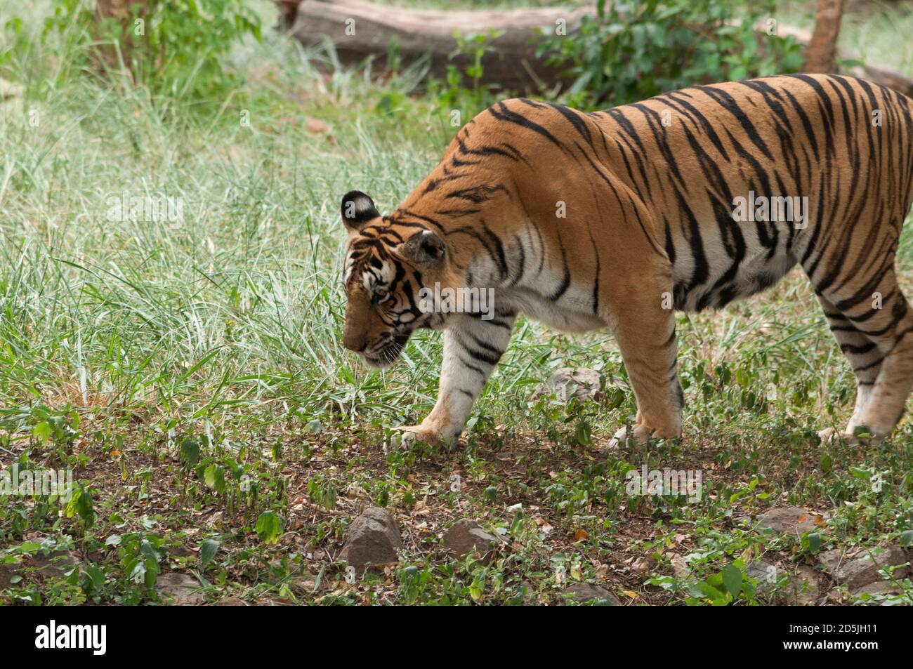 Powerful limbs and claws hi-res stock photography and images - Alamy