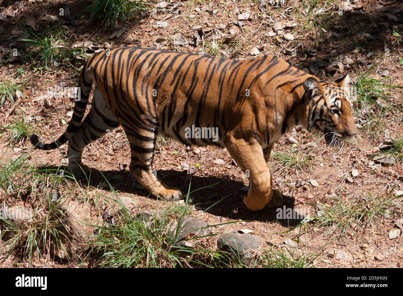 Powerful limbs and claws hi-res stock photography and images - Alamy