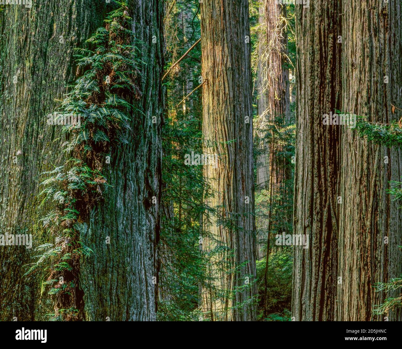 Sequoia sempervirens park hi-res stock photography and images - Alamy